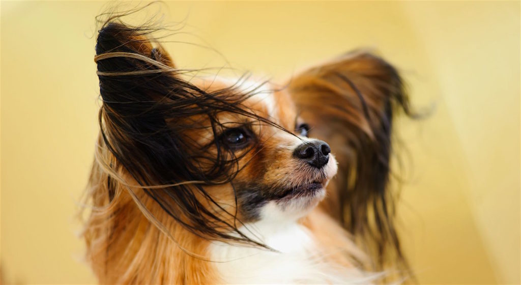 8 Things You Need To Know About Papillons - Puppylovernews.com